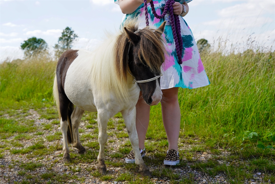 Falabella Horse